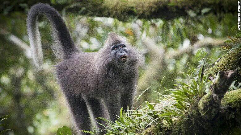 TANZANIA: Kipunji monkey, which was once believed to be a myth, turns ...