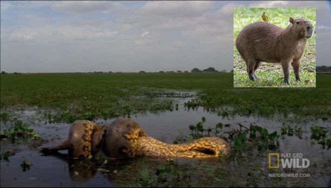 Ngekewa(Capybara): Mnyama pekee apendwae na wanyama wote | Page 5 ...