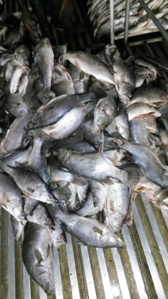 Tunauza Samaki aina zote | JamiiForums Tanzania