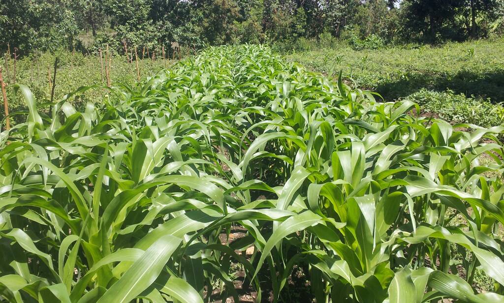 Kilimo cha kisasa twende pamoja nikujuze mengi kuusu hii technology ...